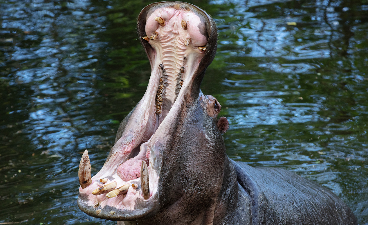 Making a Splash: new hippopotamus arrival at Dublin Zoo | BIAZA
