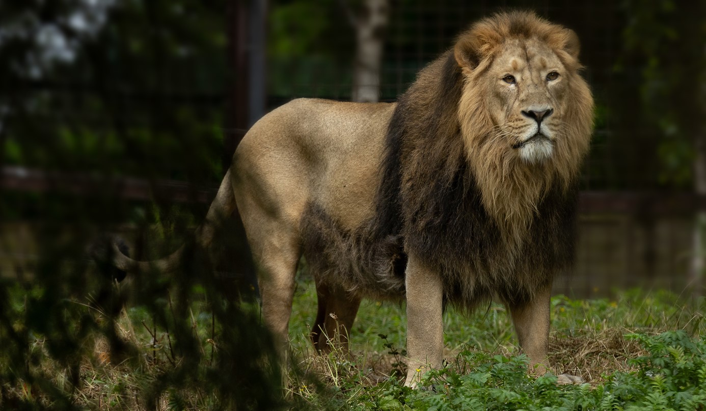 Dublin Zoo welcomes new Asian lion | BIAZA