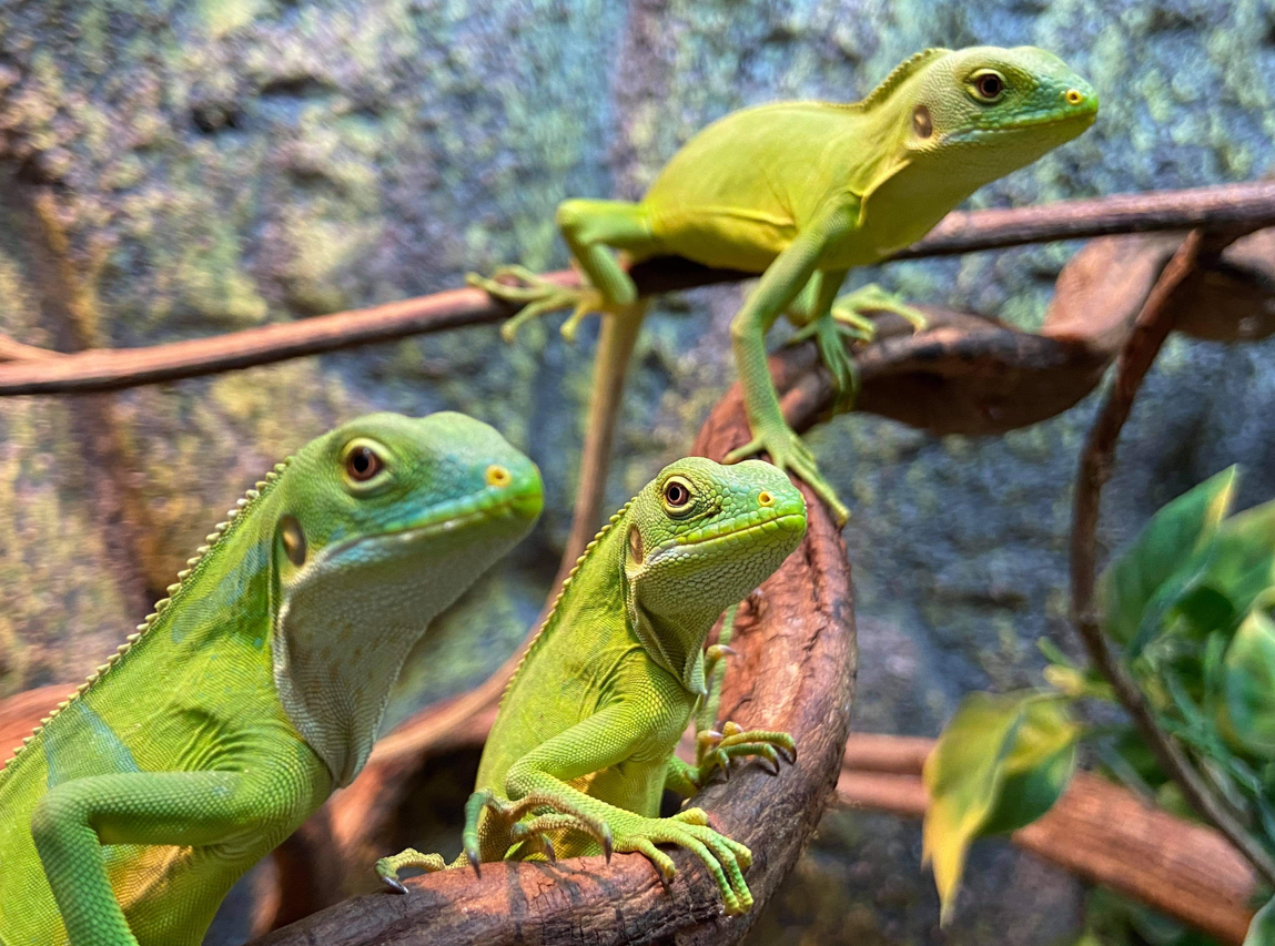 Colchester Zoological Society | BIAZA