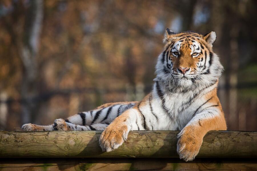 East Anglian zoo welcomes female Amur tiger as part of breeding ...