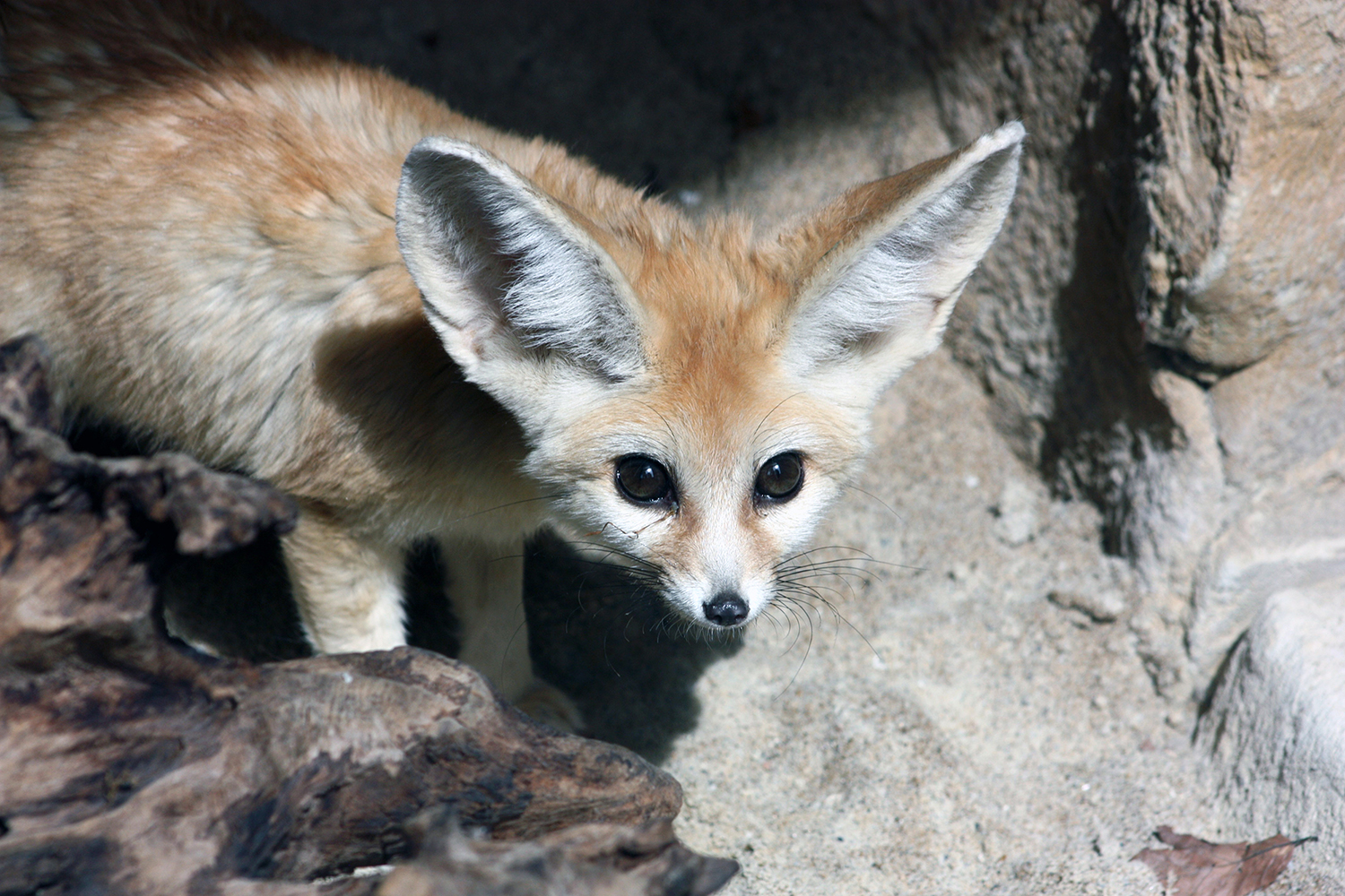 The world’s smallest species of fox! | BIAZA