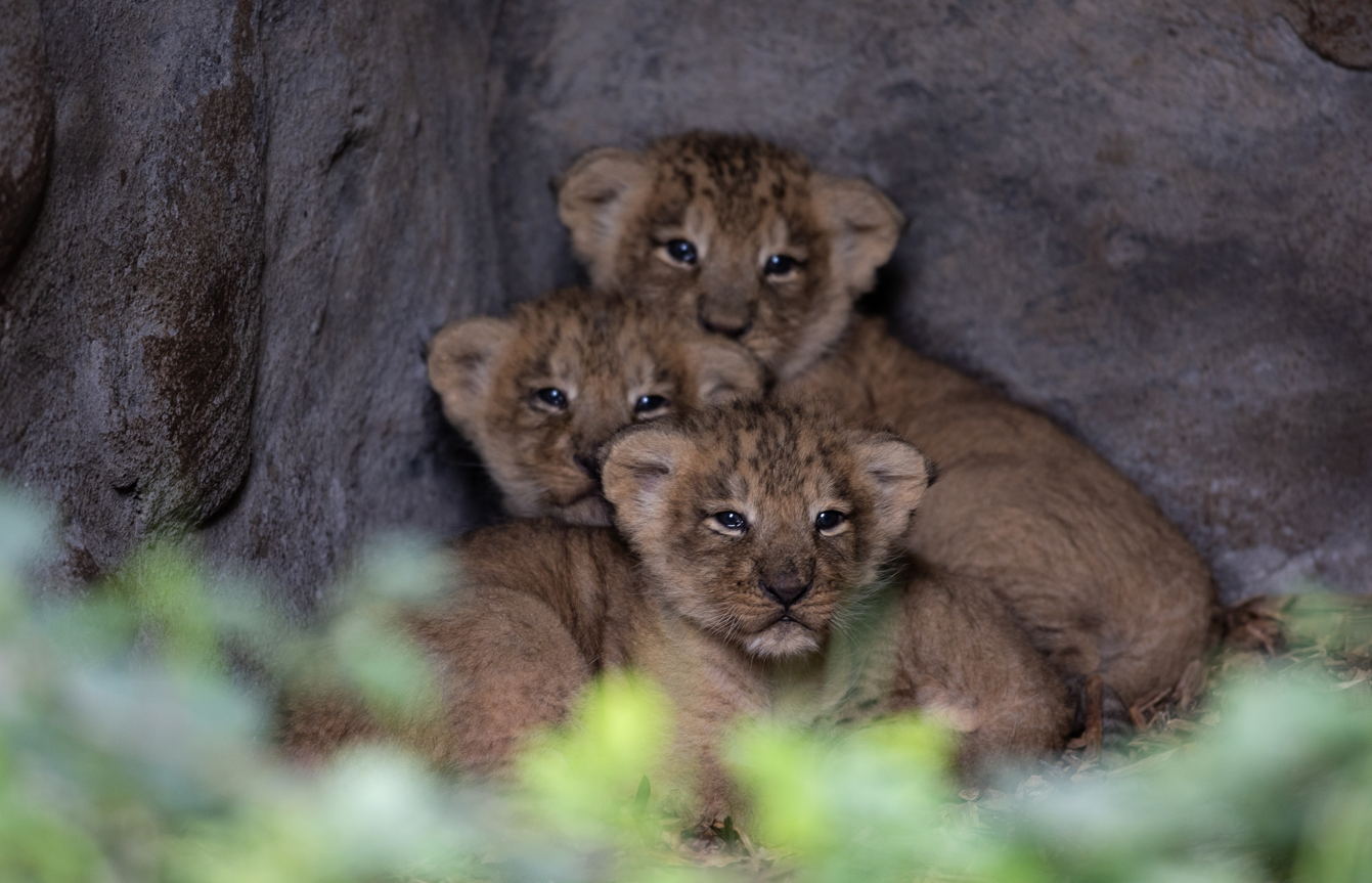 Arya, Fota Wildlife Park’s Asiatic Lioness, Gives Birth to Three ...
