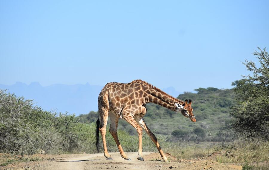Colchester Zoo is delighted to report that UmPhafa Reserve in South ...