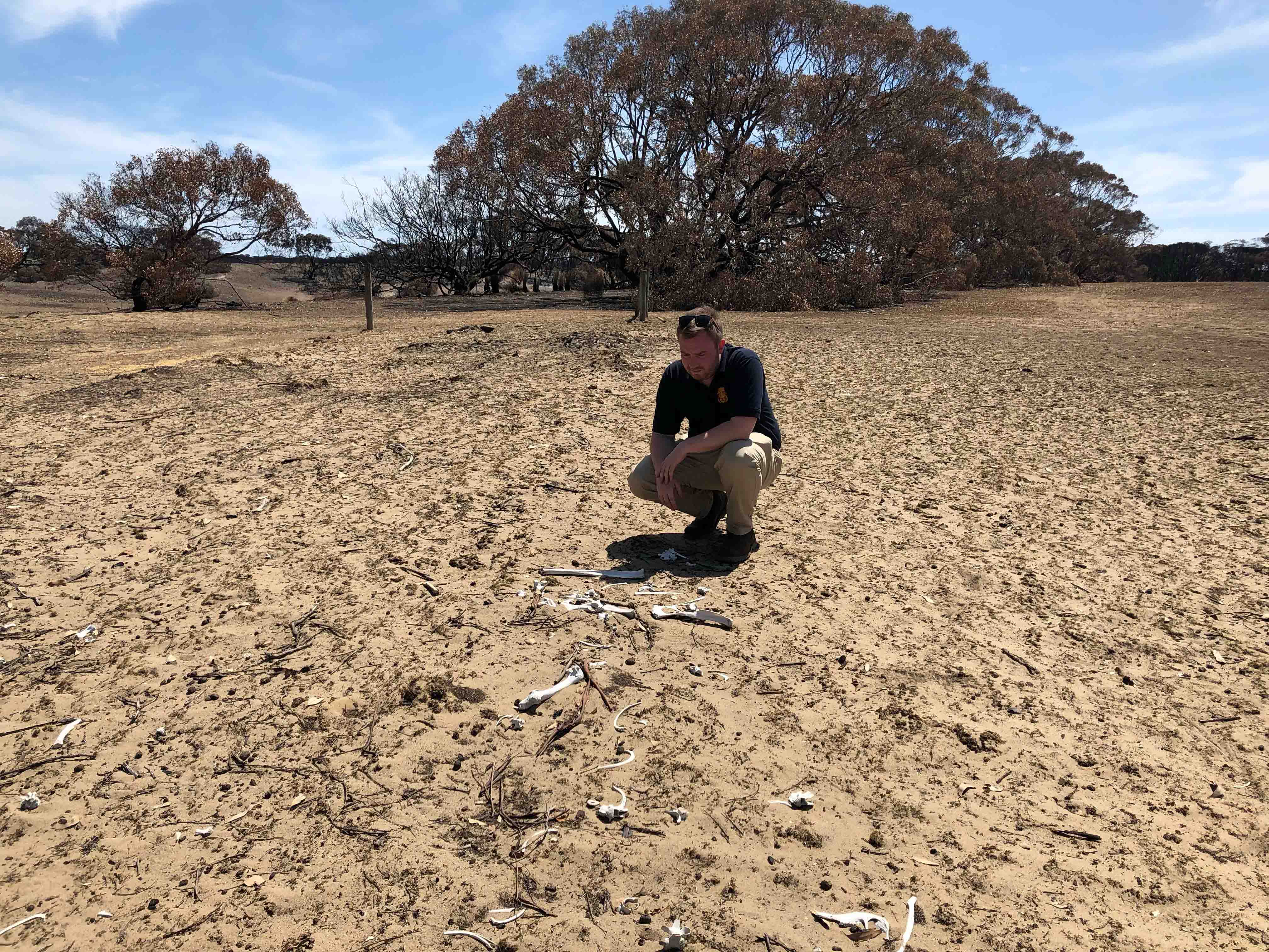 Longleat Koala keepers return from Australian bushfire support mission ...