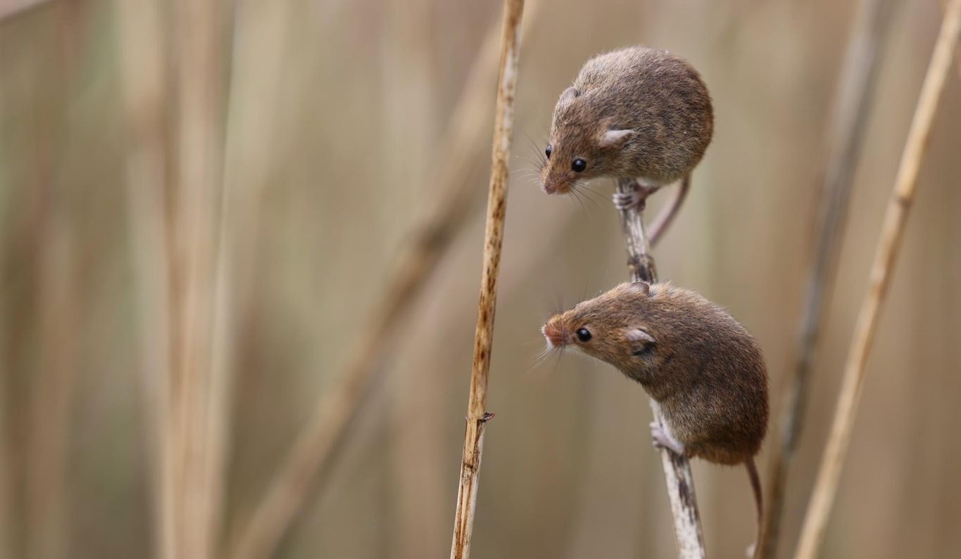 Blog: A big focus on one of Britain’s smallest mammals | BIAZA