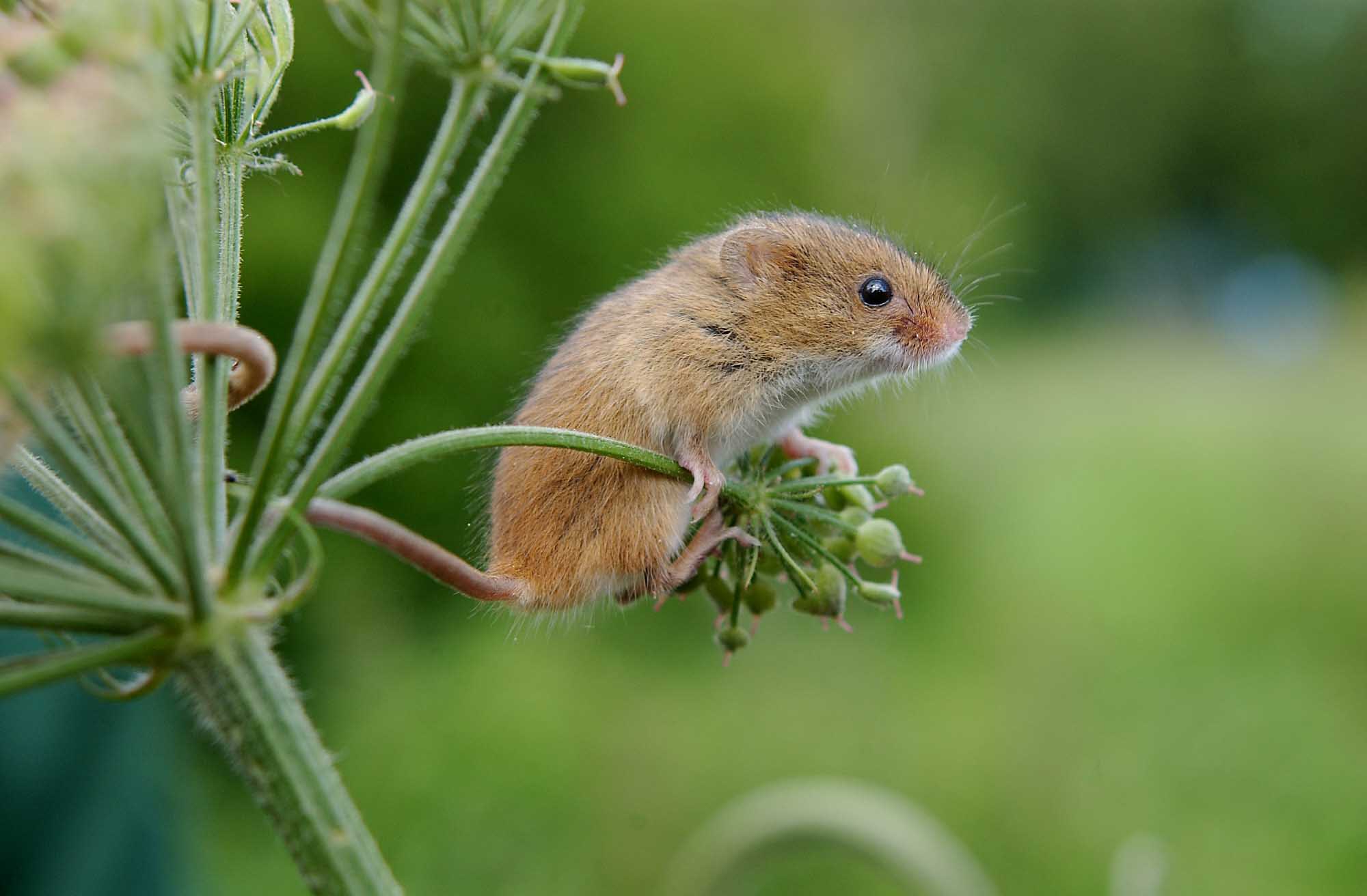Conservation projects sought in new Great British Wildlife Restoration ...