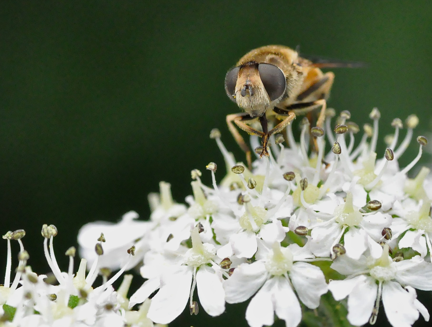 BIAZA - British and Irish Association of Zoos and Aquariums | BIAZA