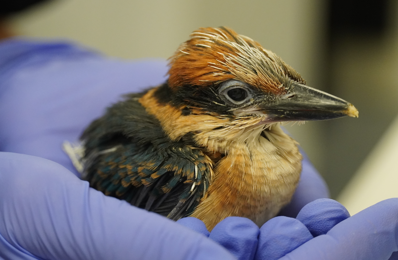 Whipsnade zookeeper hand rears Extinct in the Wild birds in US ahead of ...