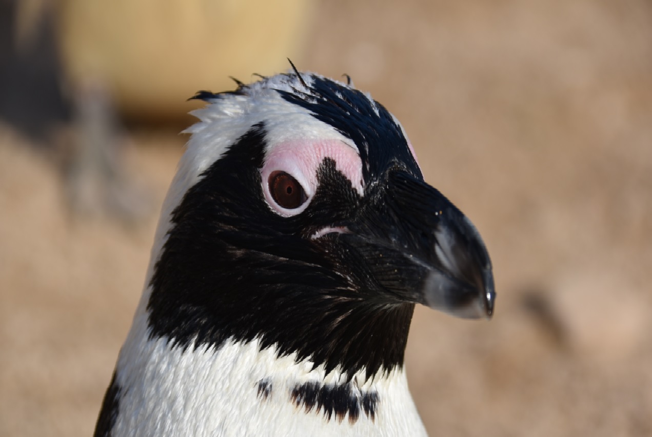 BIAZA - British and Irish Association of Zoos and Aquariums | BIAZA