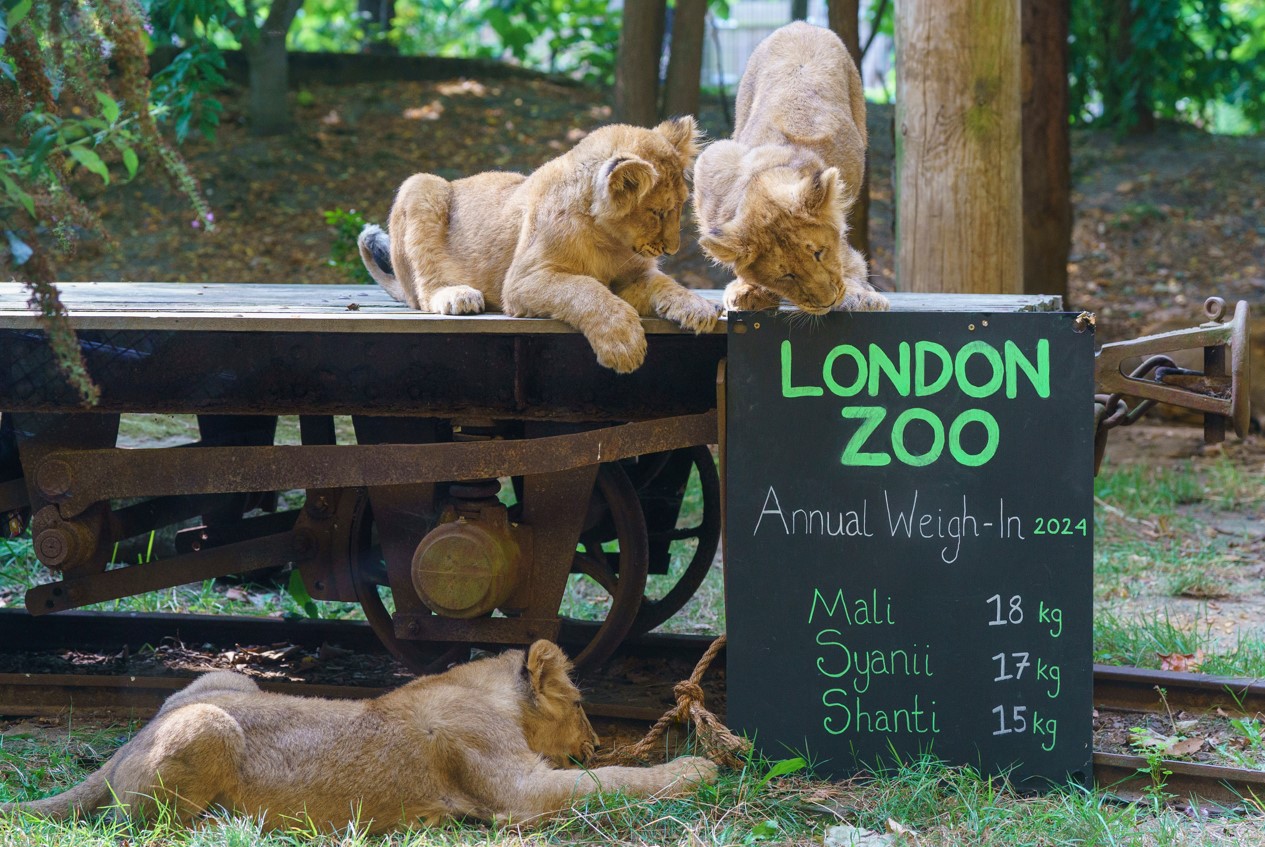 London Zoo’s annual weigh-in records animals’ vital statistics | BIAZA