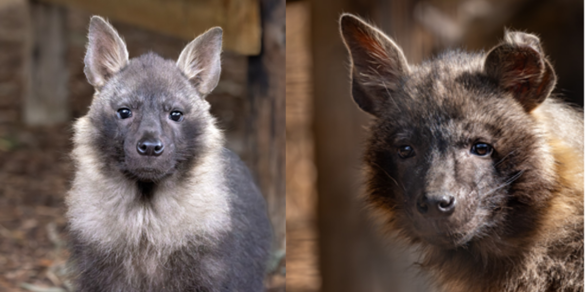 Extremely rare brown hyenas arrive at Newquay Zoo for the first time ...