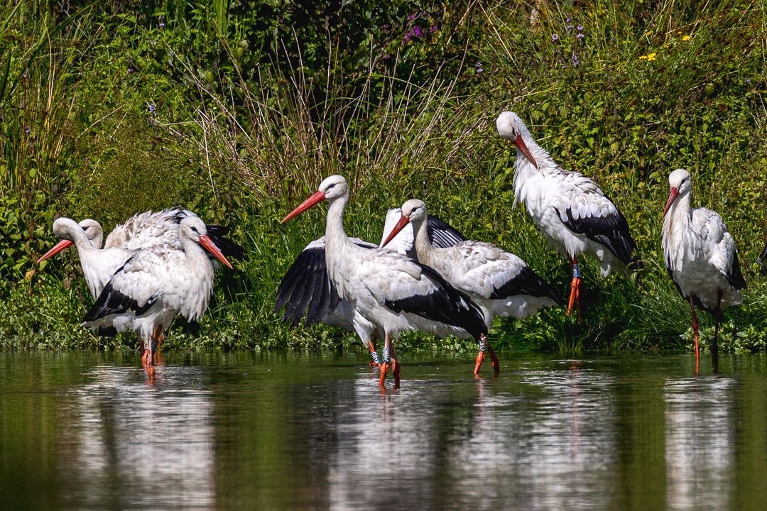 Blog: Reintroducing White Storks | BIAZA