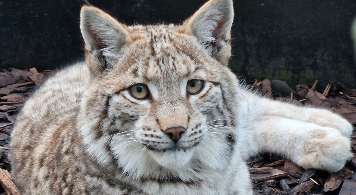 BIAZA - British and Irish Association of Zoos and Aquariums | BIAZA