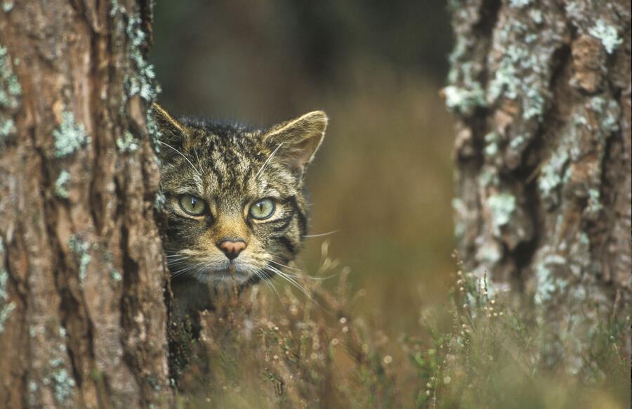 Funding boost for Scottish wildcat conservation | BIAZA