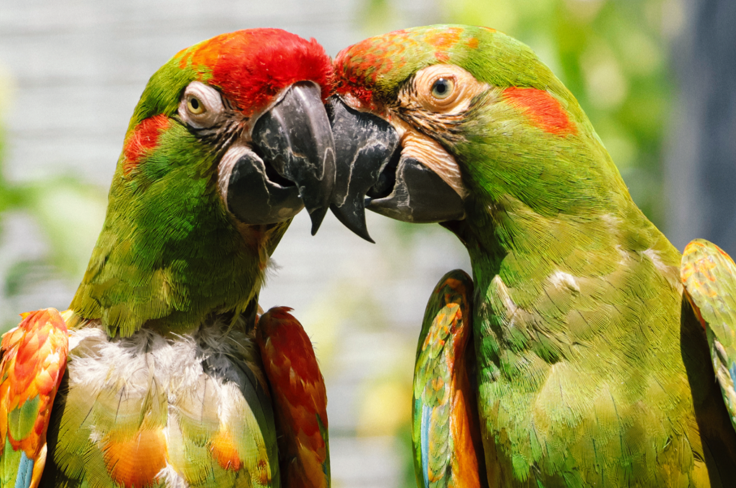 Twycross Zoo welcomes Critically Endangered red fronted macaws as part ...
