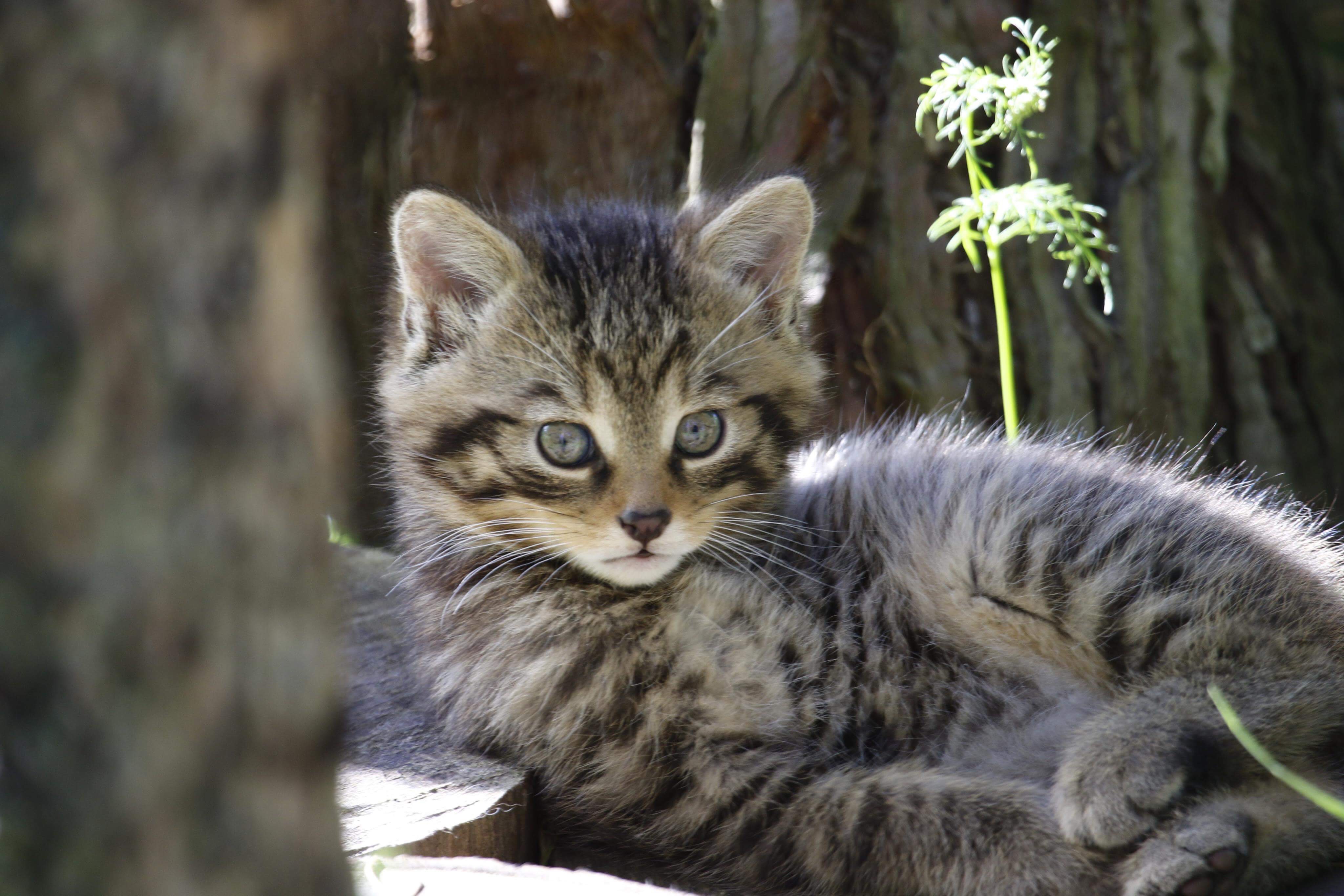 BIAZA - British and Irish Association of Zoos and Aquariums | BIAZA