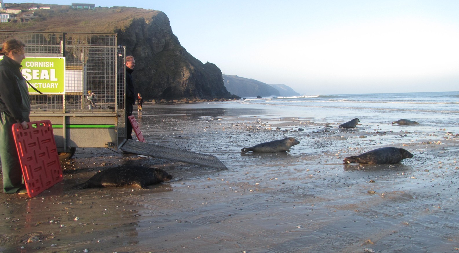 Announcing new guidance: the National Seal Release Protocol | BIAZA