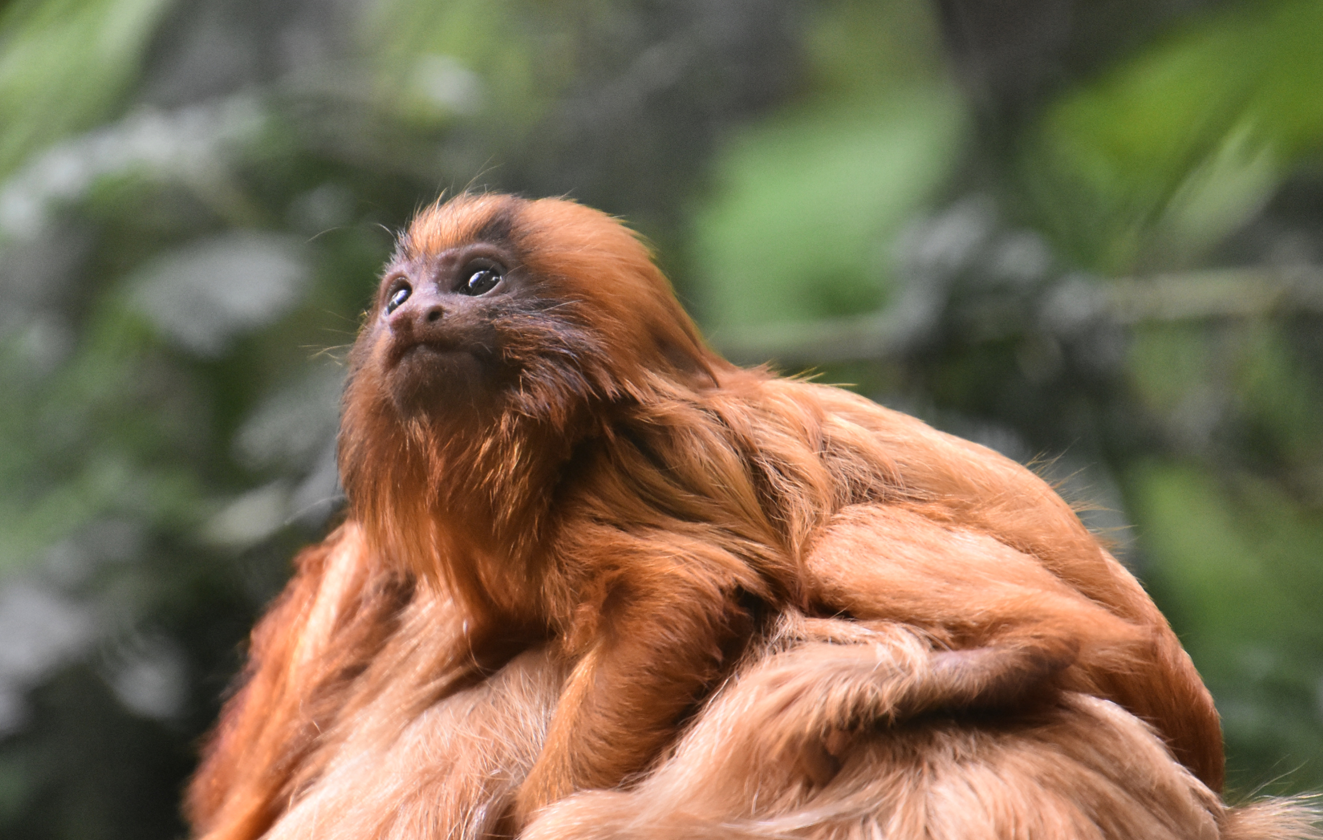 Zoo Association welcomes EU-UK SPS agreement | BIAZA