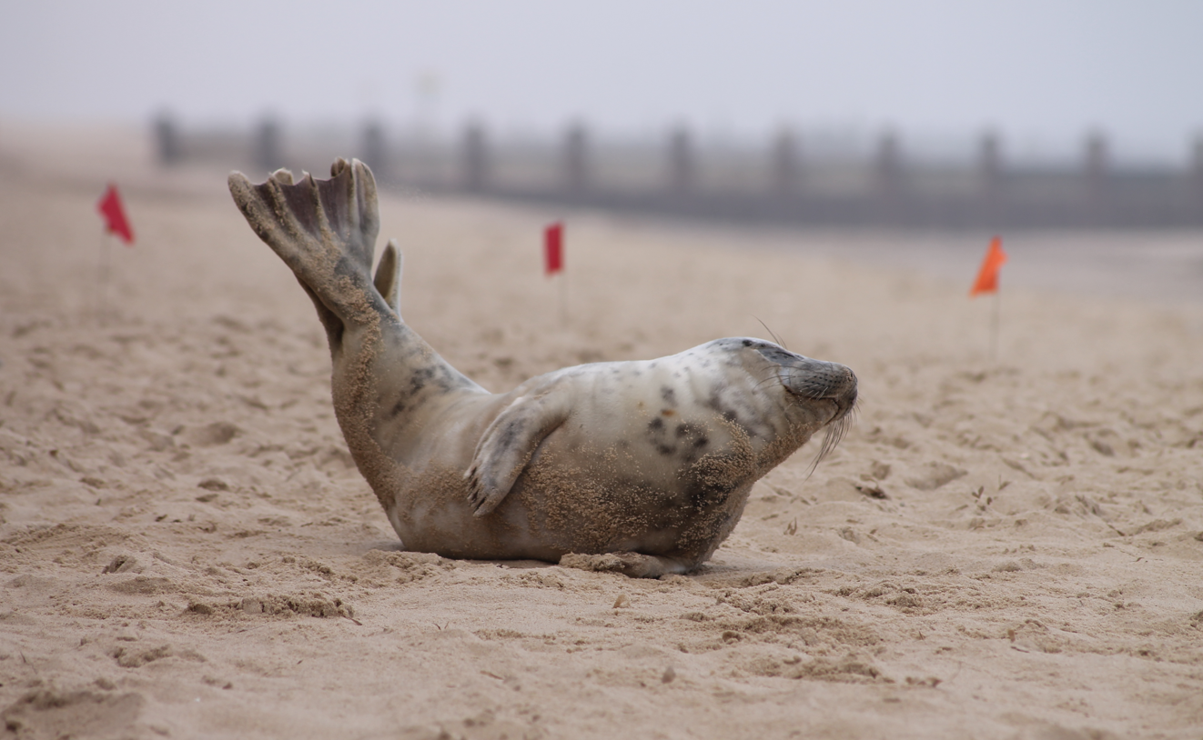 New data shows >£150 million spent on conservation by zoos, safari ...