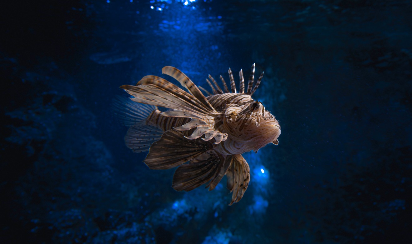 BIAZA Blog: Strengthened regulation is good for the zoo sector | BIAZA