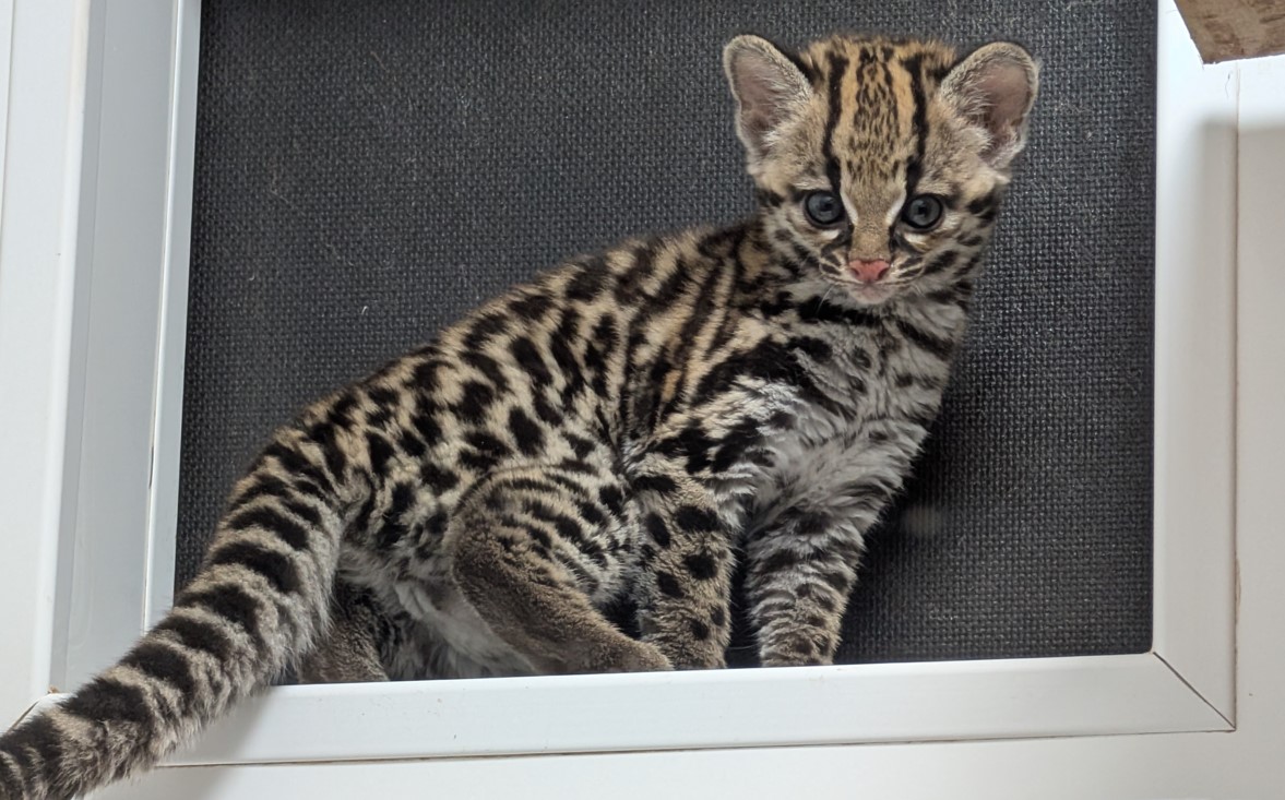 A Purrfect Arrival: Shaldon Wildlife Trust Welcomes a Rare Margay Baby ...
