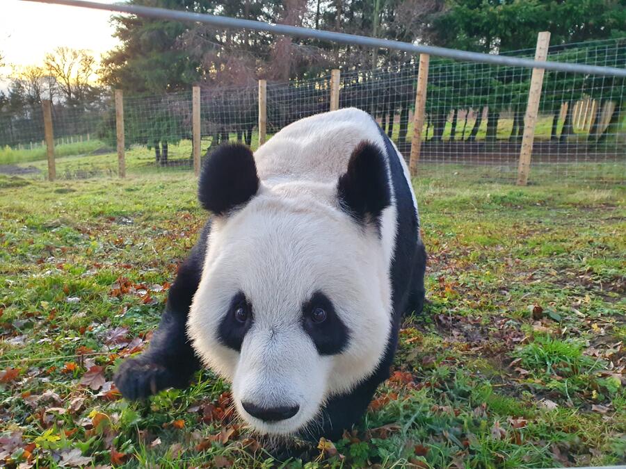 Hope for Scotland's Zoos and Aquariums | BIAZA