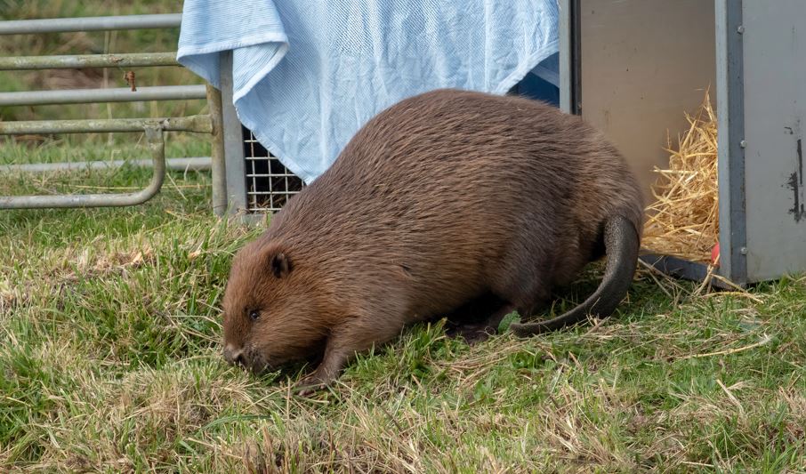 Blog: Building Back Beaver - Why the hype about beavers? | BIAZA