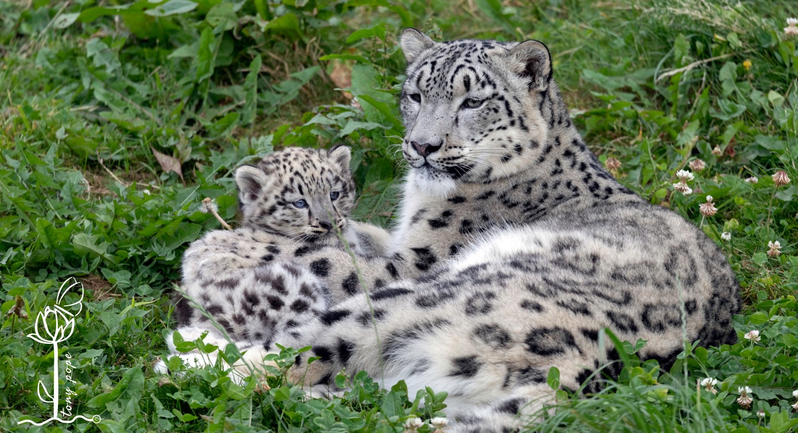 Sex of adorable baby snow leopard revealed by Welsh Zoo | BIAZA