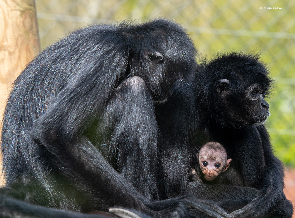 Exciting Spider monkey birth at Colchester Zoo! | BIAZA