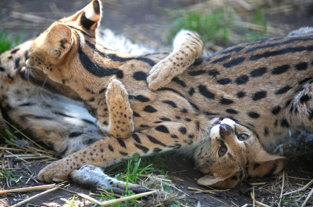 BIAZA - British and Irish Association of Zoos and Aquariums | BIAZA