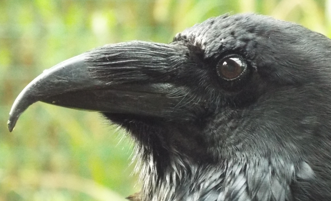 Blog: 'What did he say?!’ – the raven who taught a generation to swear ...