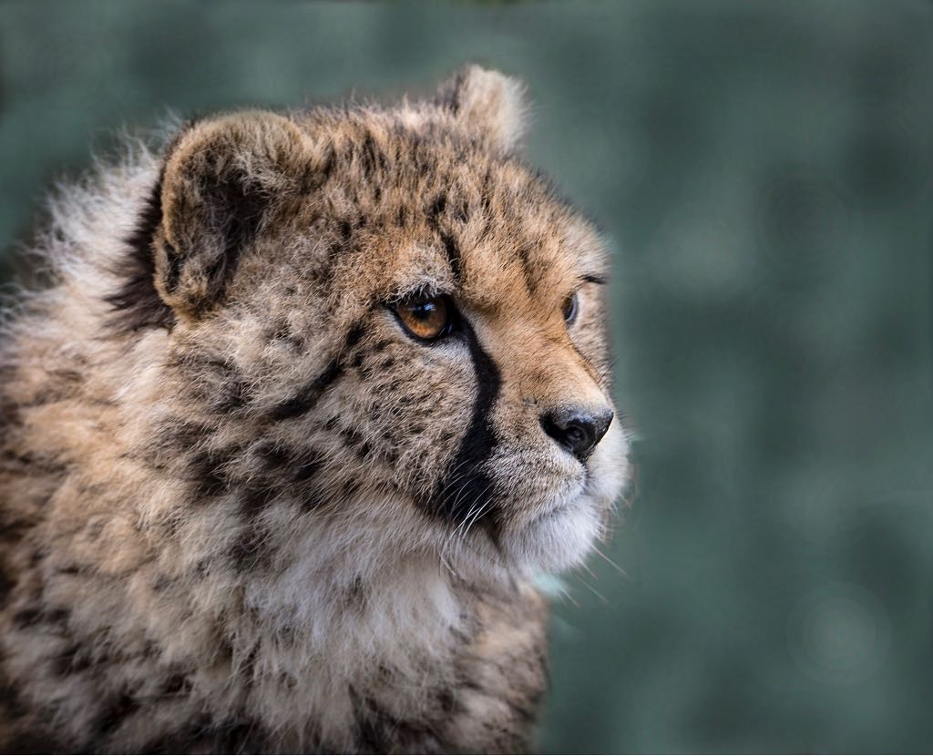 Zoos and Aquariums Provide Home Learning Resources | BIAZA