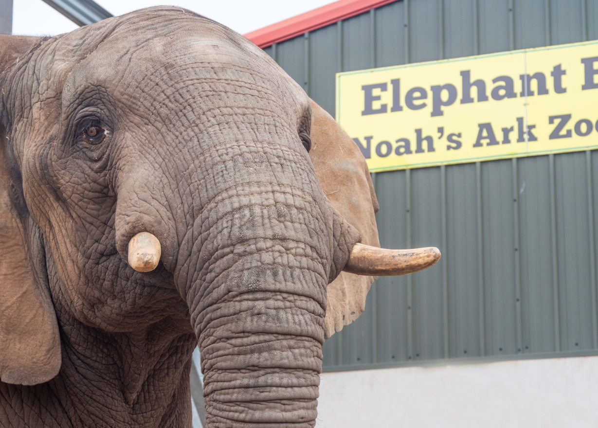 The UK’s only bachelor elephant habitat welcomes Uli, the African ...