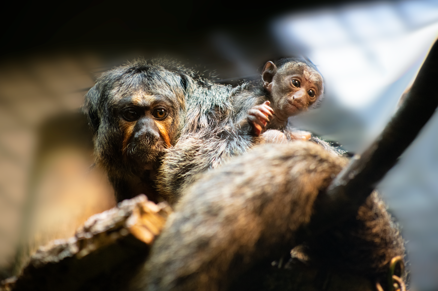 The New Kids on the Block at Marwell Zoo | BIAZA