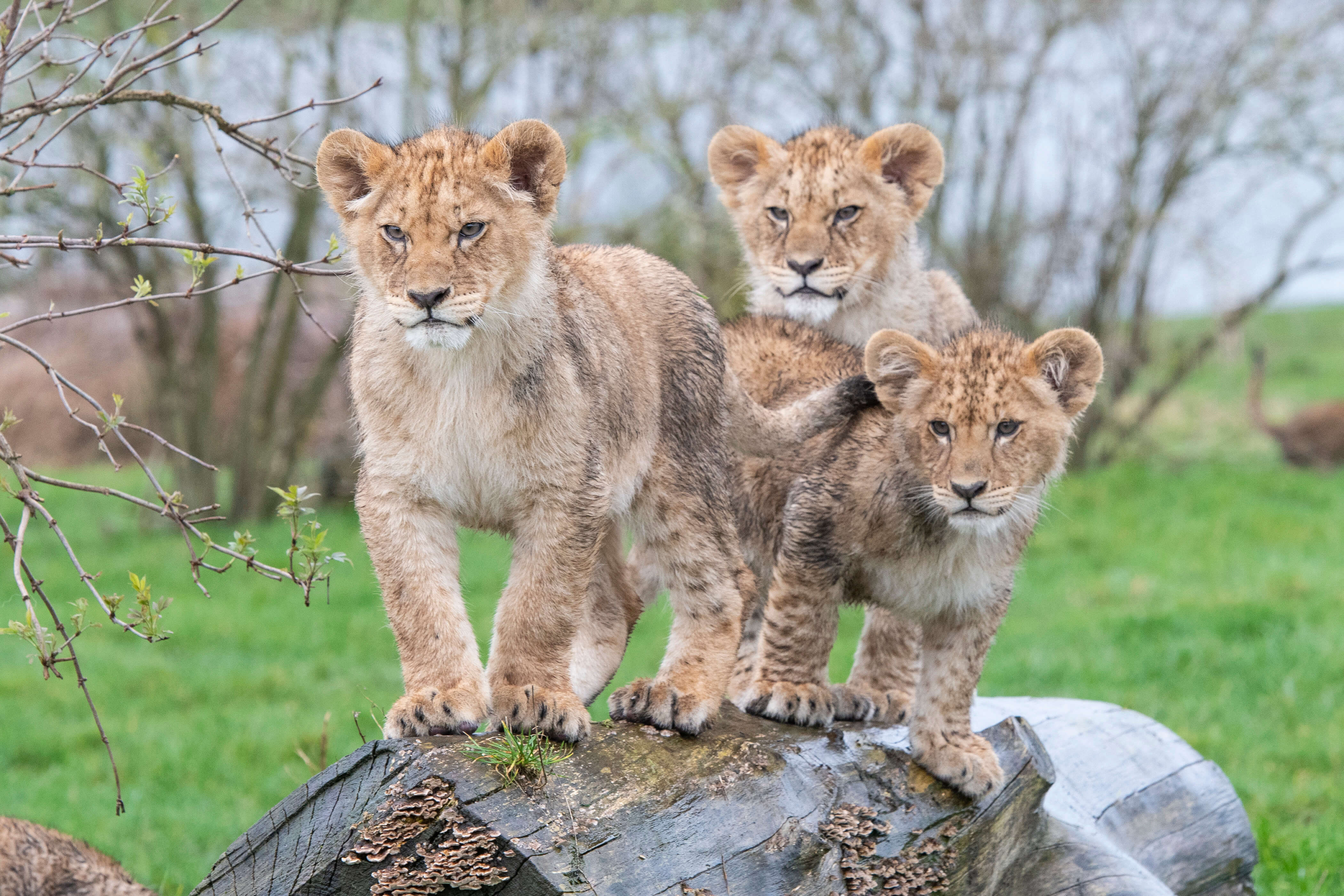 Lion cubs meet the mane man out on safari | BIAZA