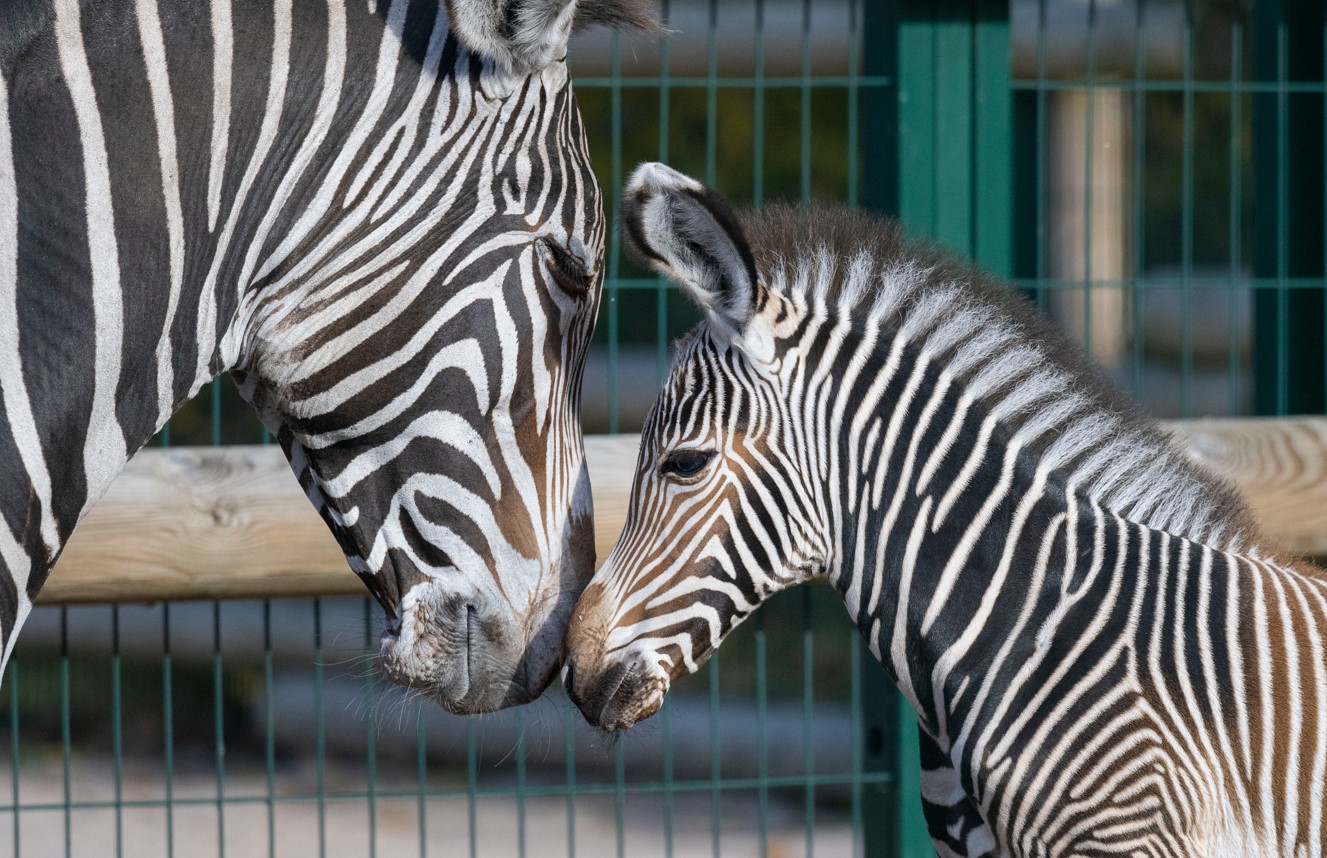 Grevy’s zebra foal has been born at West Midlands Safari Park | BIAZA