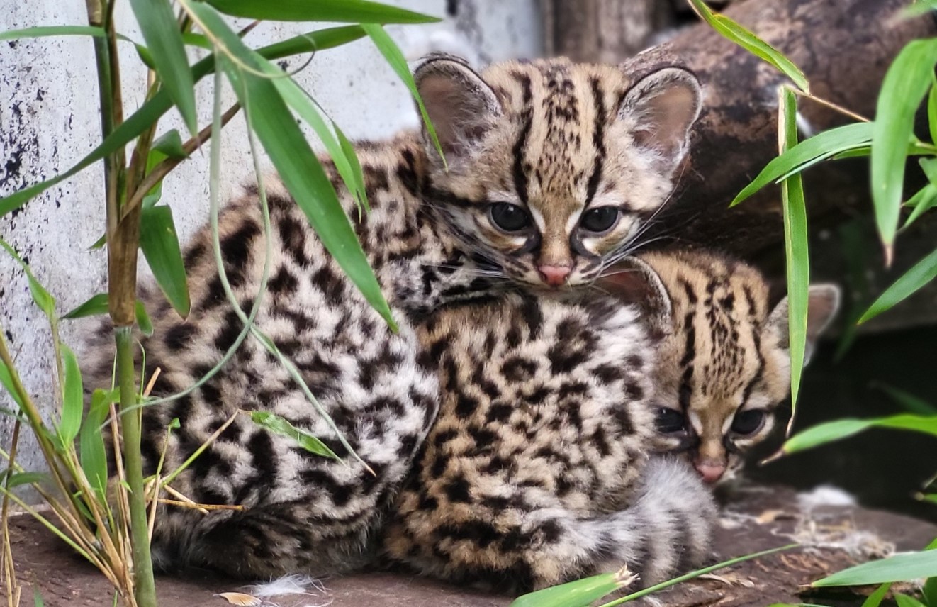 Incredibly rare Margay twins born at Welsh Mountain Zoo | BIAZA