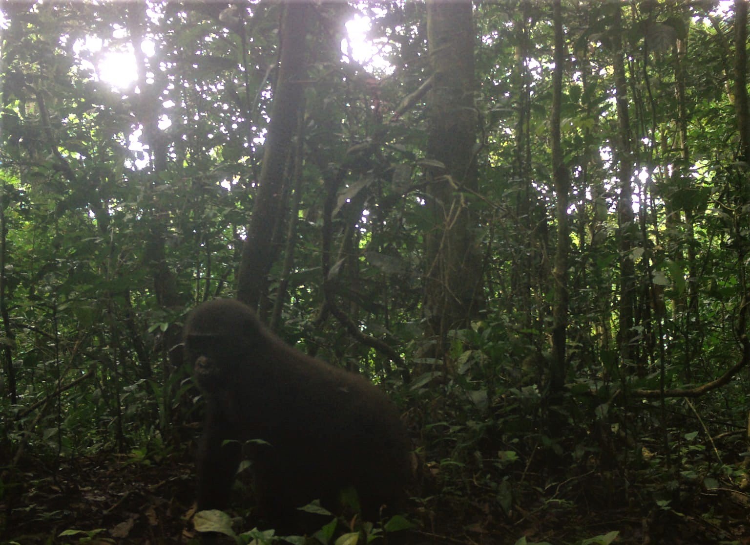 Amazing camera trap images show wild gorillas in Equatorial Guinea | BIAZA