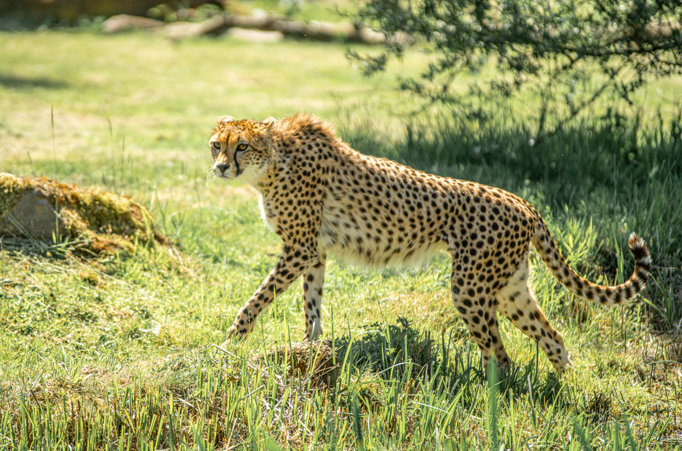ZSL - Whipsnade Zoo | BIAZA