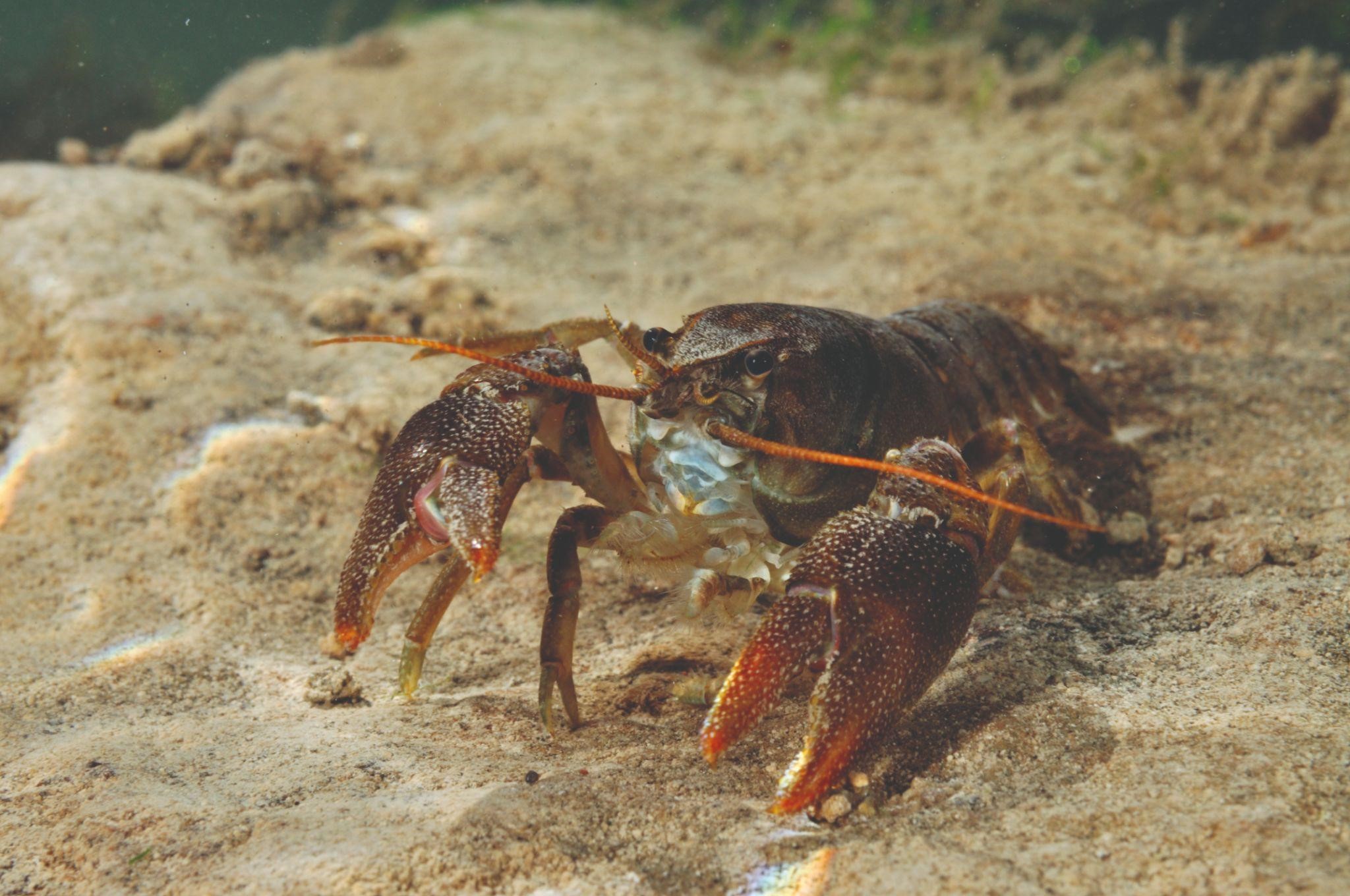 BIAZA - British and Irish Association of Zoos and Aquariums | BIAZA