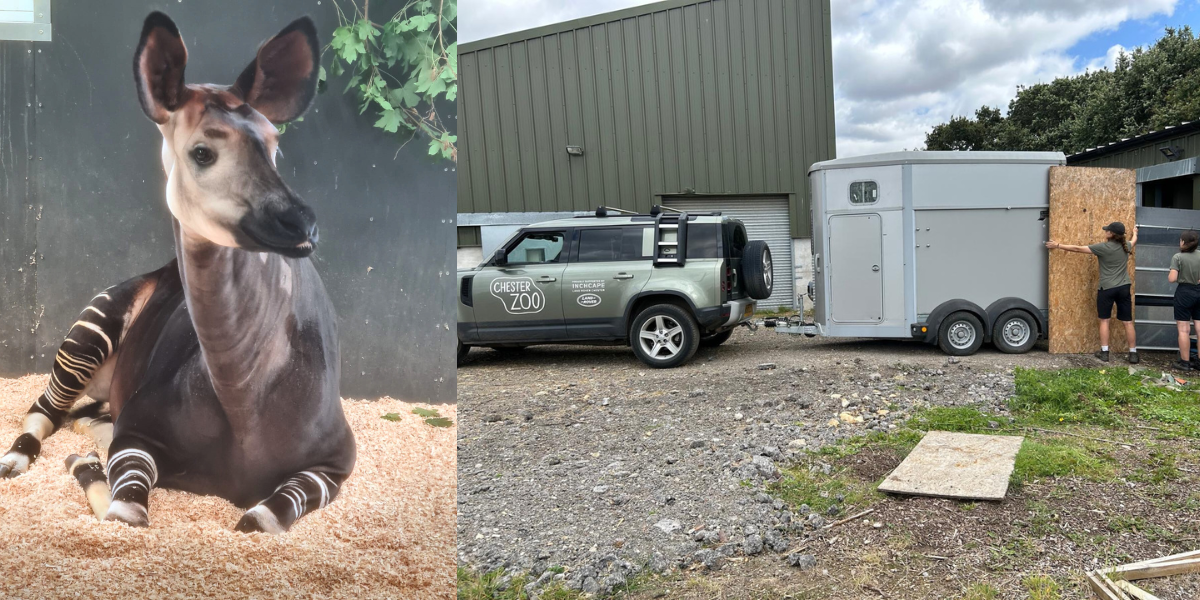 Okapi on the move at Yorkshire Wildlife Park | BIAZA