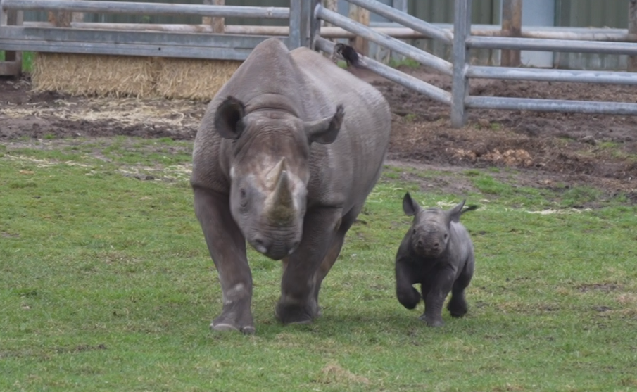 Yorkshire Wildlife Park is celebrating the first birth of one of the ...