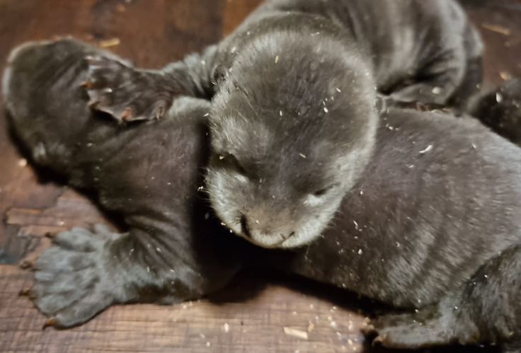 Yorkshire Wildlife Park celebrates the surprise arrival of rare Giant ...