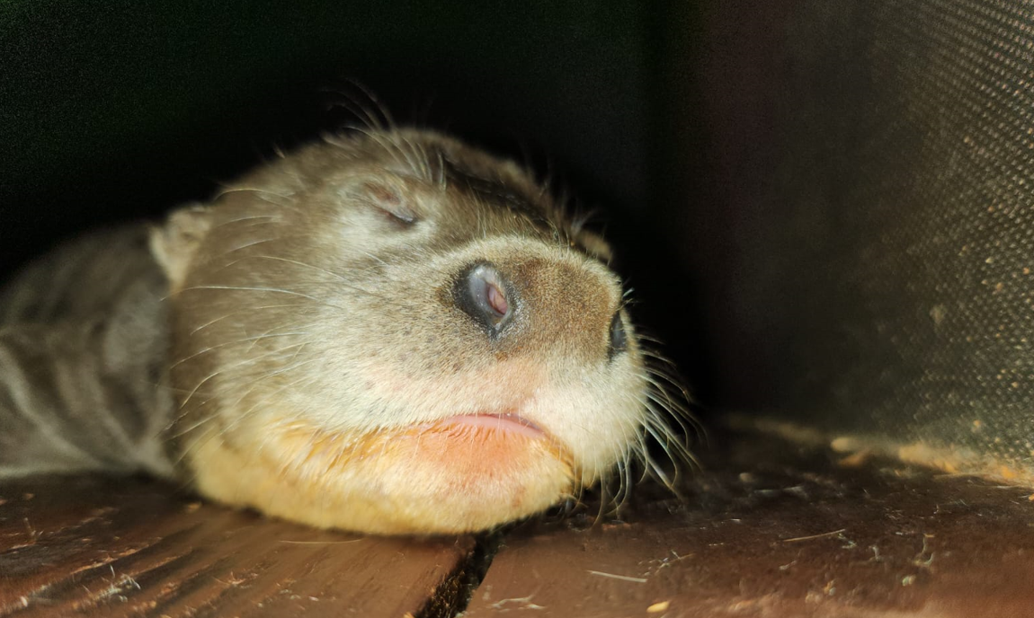Yorkshire Wildlife Park is celebrating the birth of rare Giant Otter ...