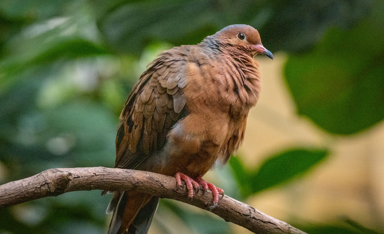 London Zoo welcomes three Extinct-in-the-Wild doves, as part of project ...
