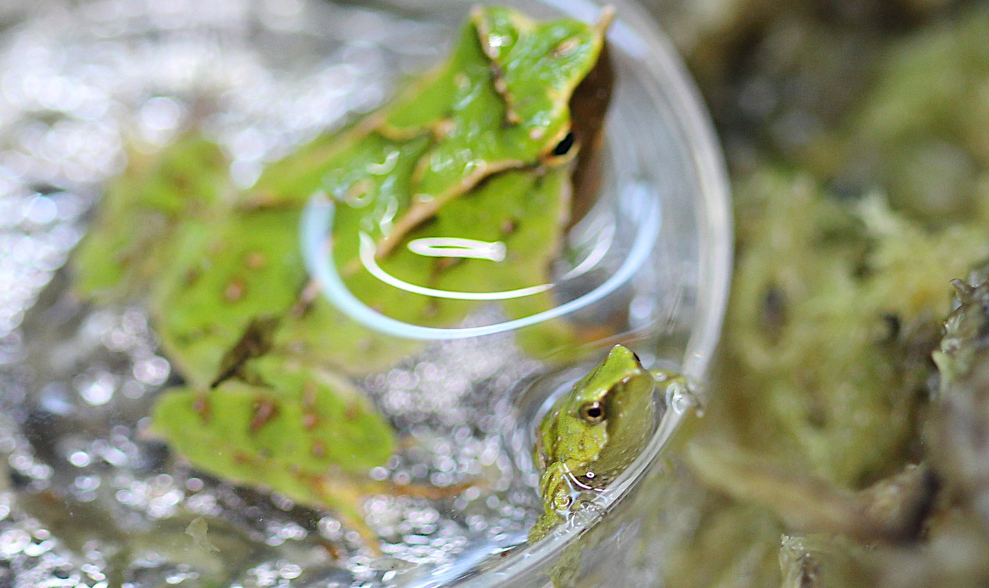 Against the Odds: Zoo celebrates birth of new Endangered froglets ...