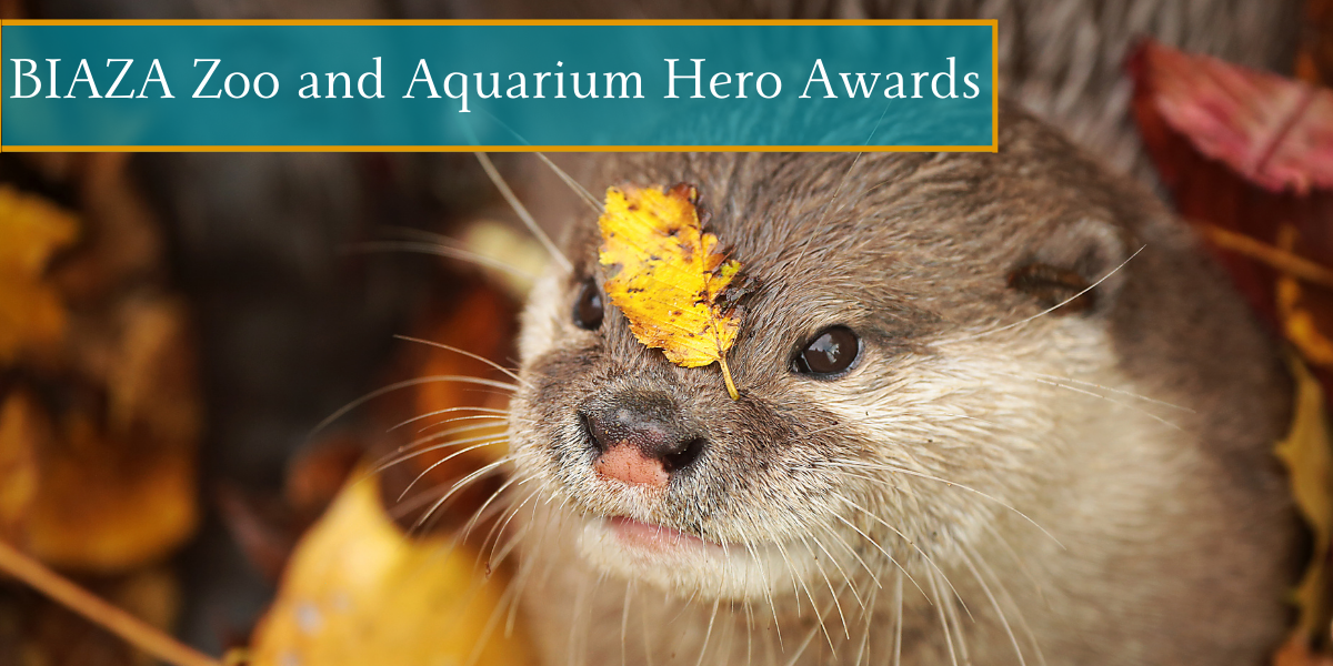 BIAZA honours zoo and aquarium ‘hero’ volunteers with awards | BIAZA
