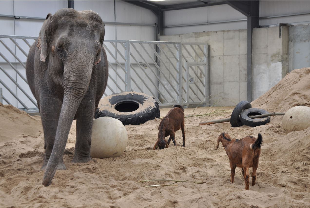 Blog: old elephants and new lessons | BIAZA