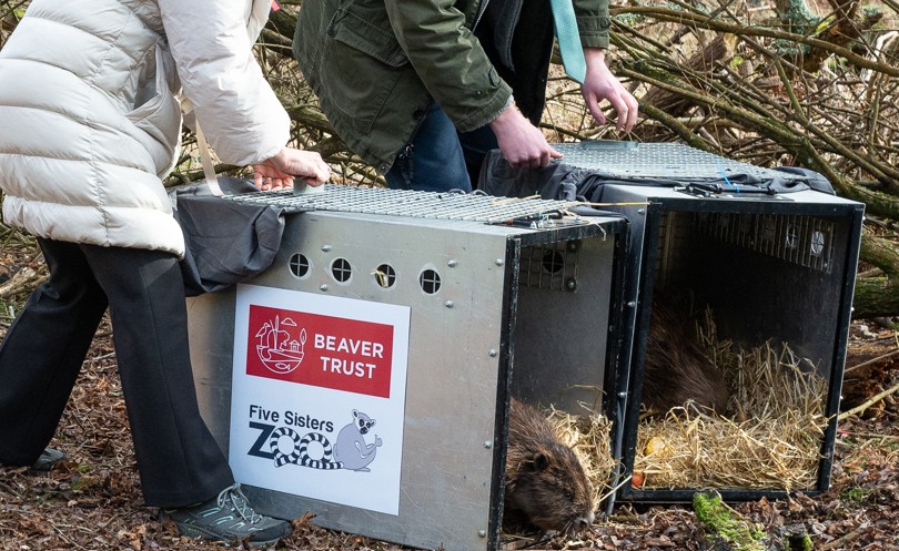 Zoo's historic first official wild beaver release marks new era for ...