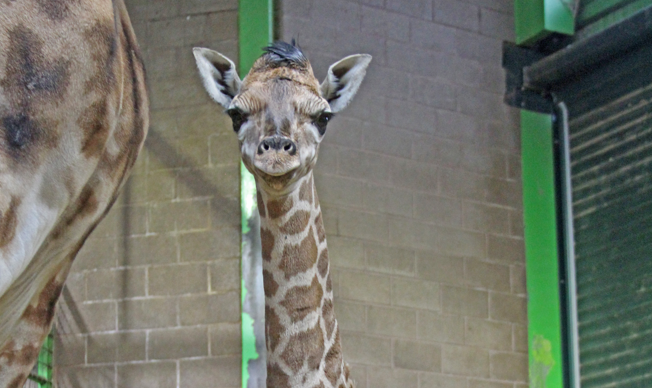 Belfast Zoo gets an early Valentine’s gift as their 40th endangered ...